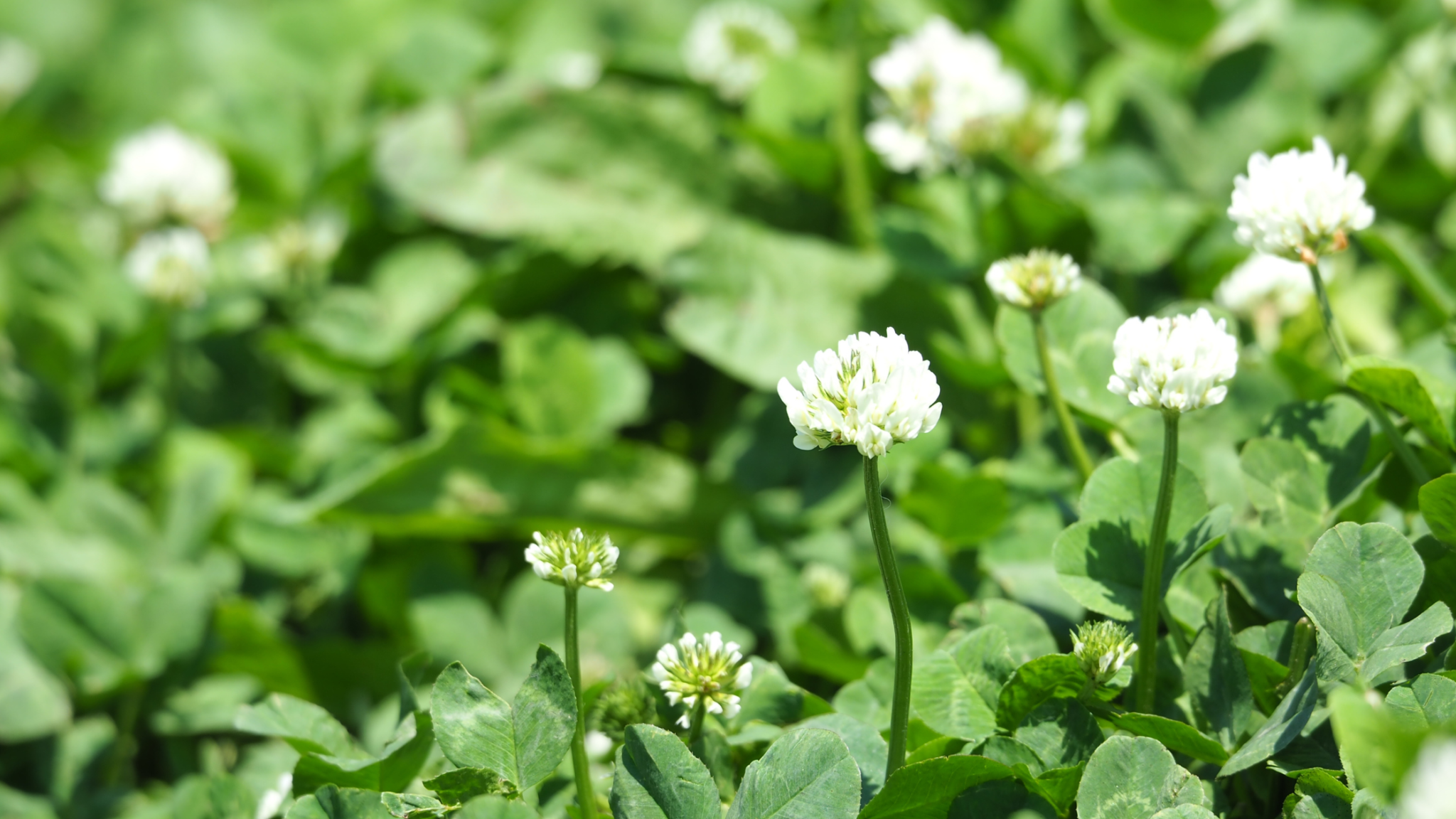 The 10 Best Ground Cover Plants - Lilac Fawn