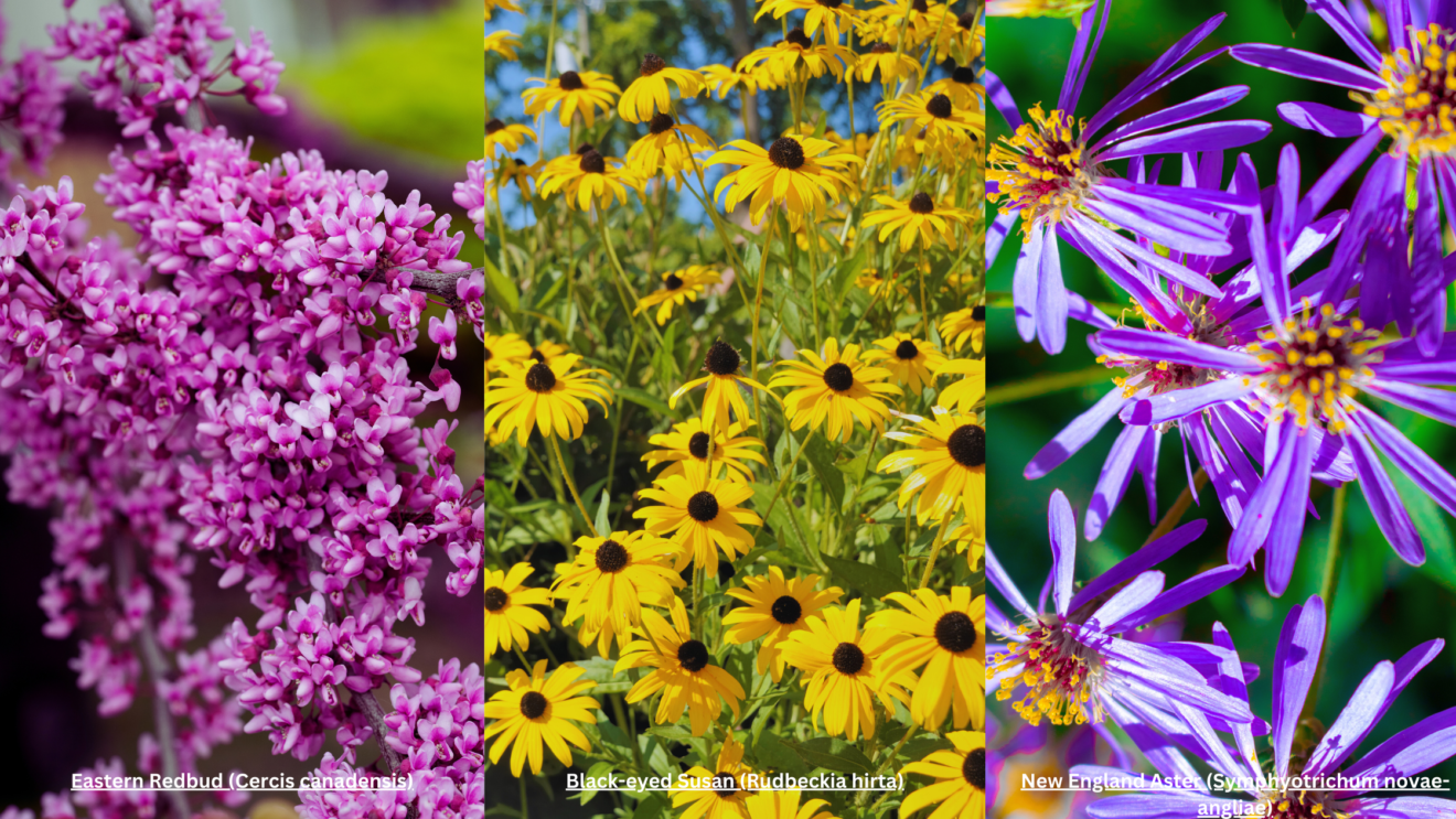 Embracing Native Plants: A Gardening Trend That's Here To Stay - Lilac Fawn