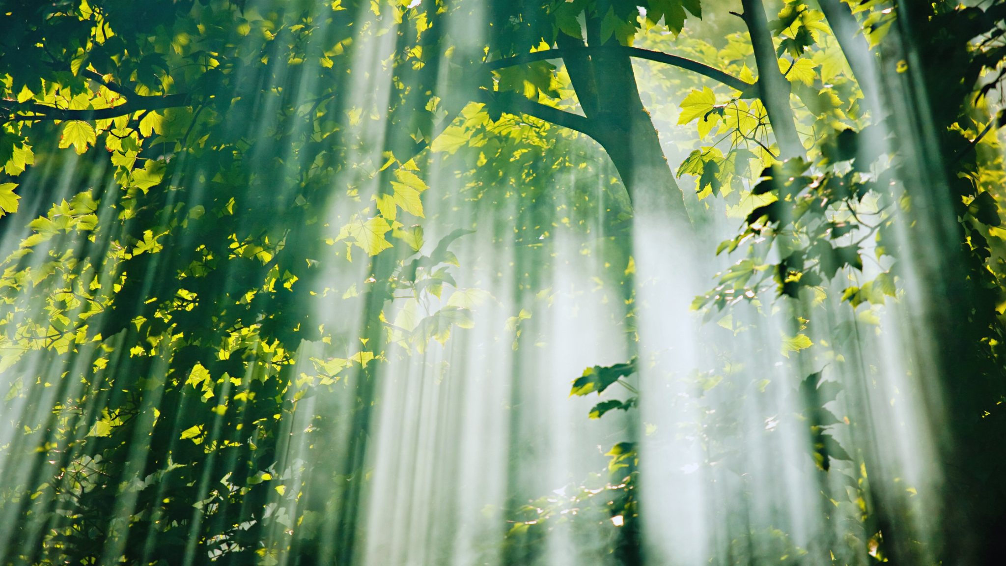 Health Benefits of Sunlight and Fresh Air - Lilac Fawn
