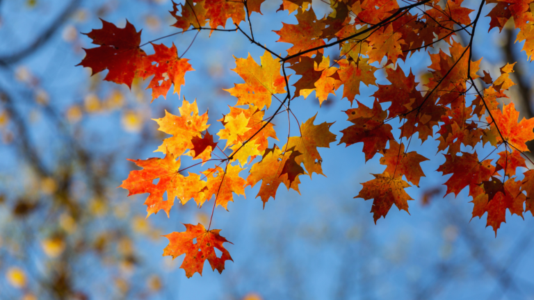 4 Easy Ways to Make the Most of Fall Foliage in Your Yard - Lilac Fawn